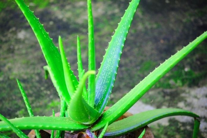 Aloe Vera - Desert Plant For Health And Beauty