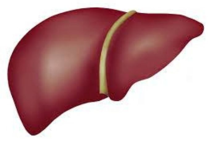 The Functions Of The Liver: 3 Things To Know