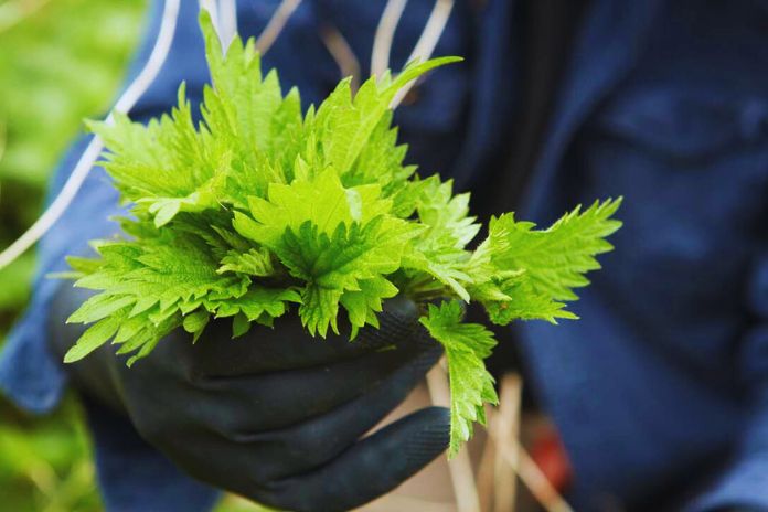 Nettle: Characteristics, Properties And Its Benefits